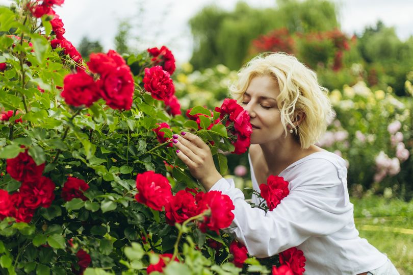 Expert urges people with roses in their gardens to take 'important ...