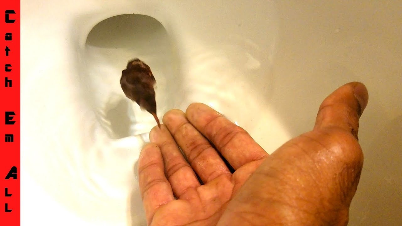 I Flushed My Aquarium Fish
