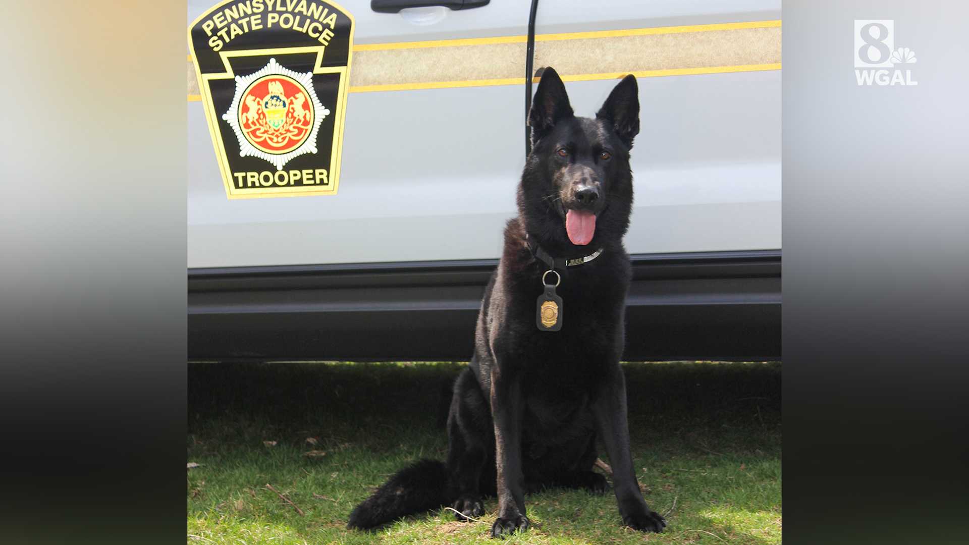 PSP K9 Rino passes away