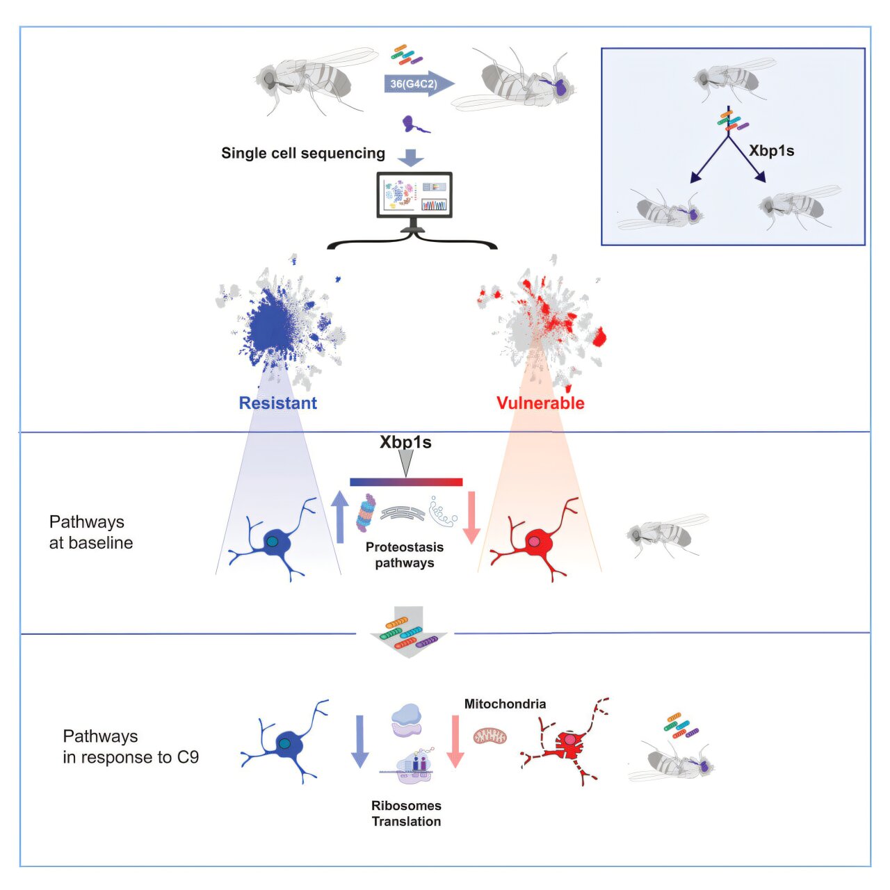 How resilient nerve cells fight back against dementia