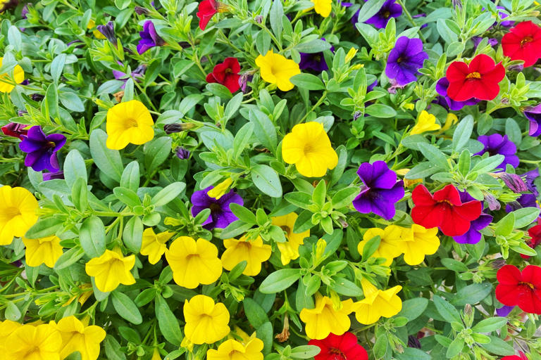 Flowering Plants For Window Boxes 2025: Here are 13 colourful plants ...