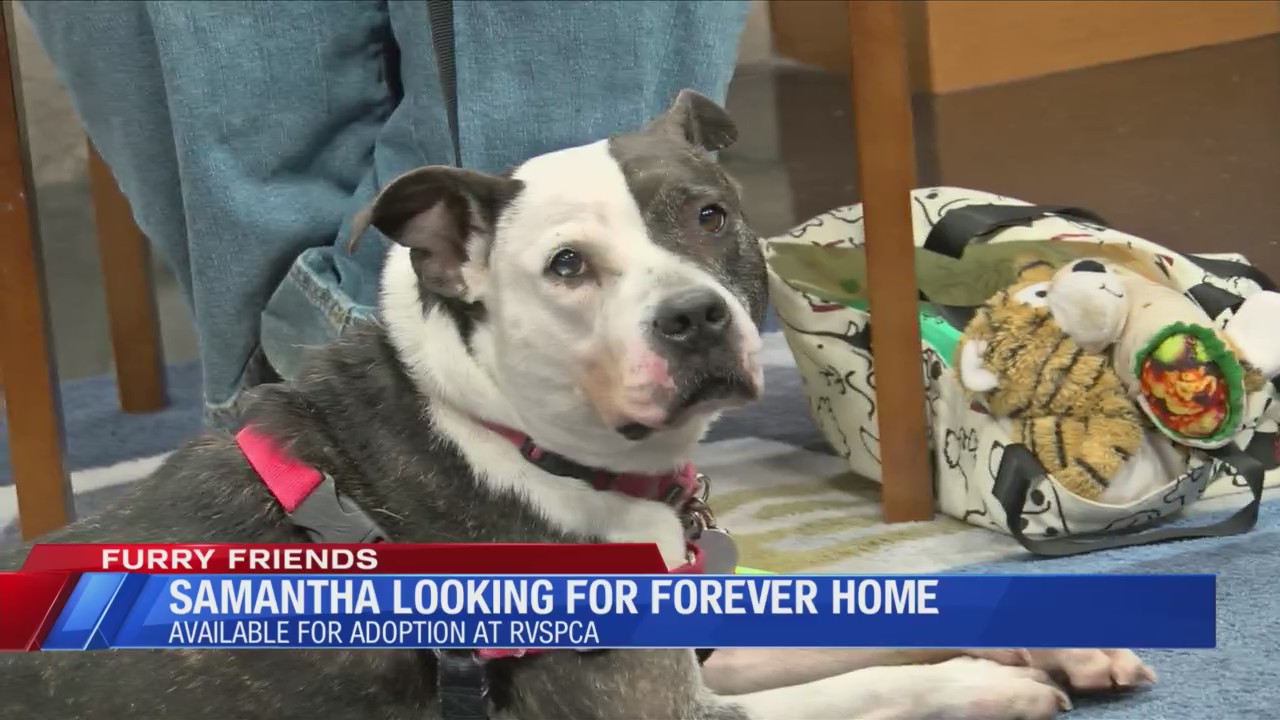 Furry Friends - Meet Samantha