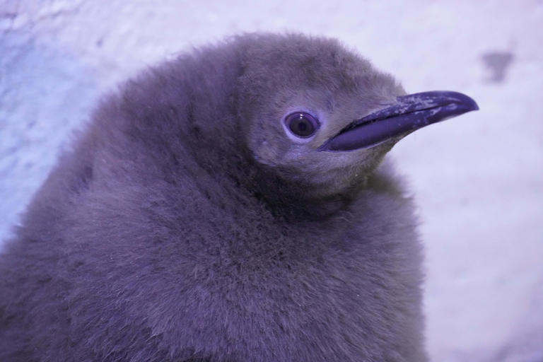 Detroit Zoo's new baby penguin, Atticus, finally viewable to public ...