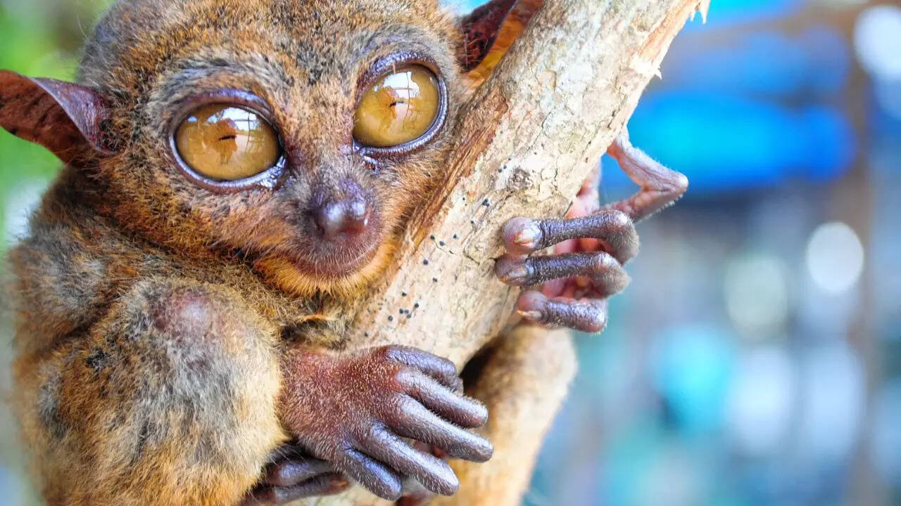 8 creatures with the most unique eyes in the world and how they use them