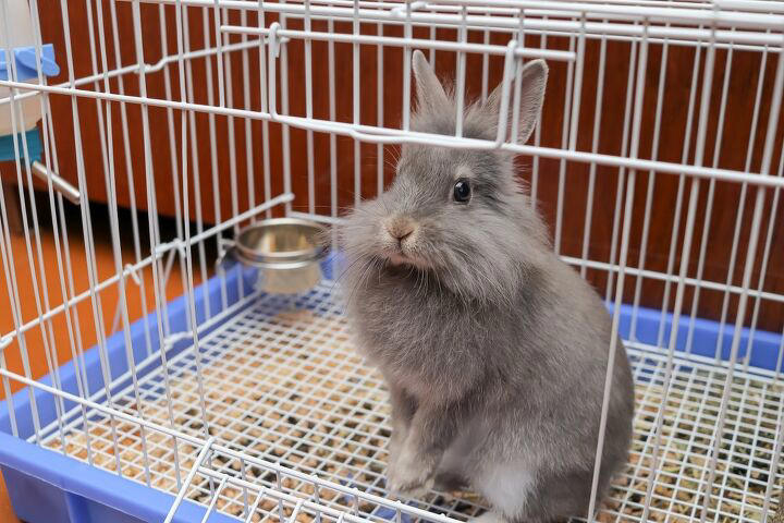 How Often Should You Clean a Rabbit’s Cage?