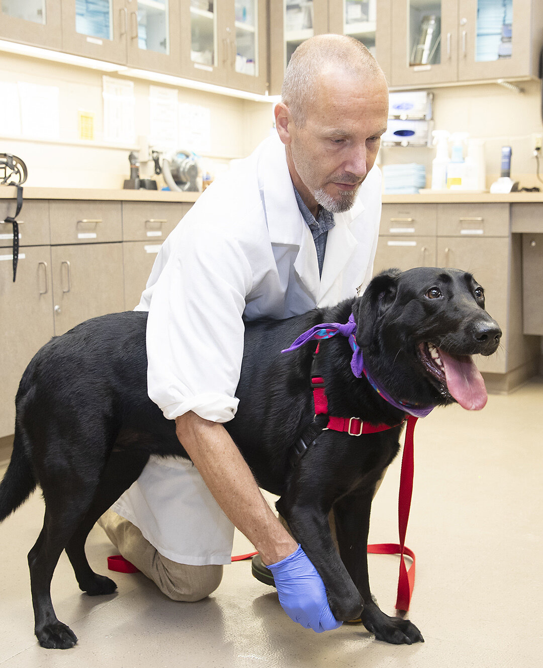 Dogs with meningiomas live longer with radiation therapy than surgery