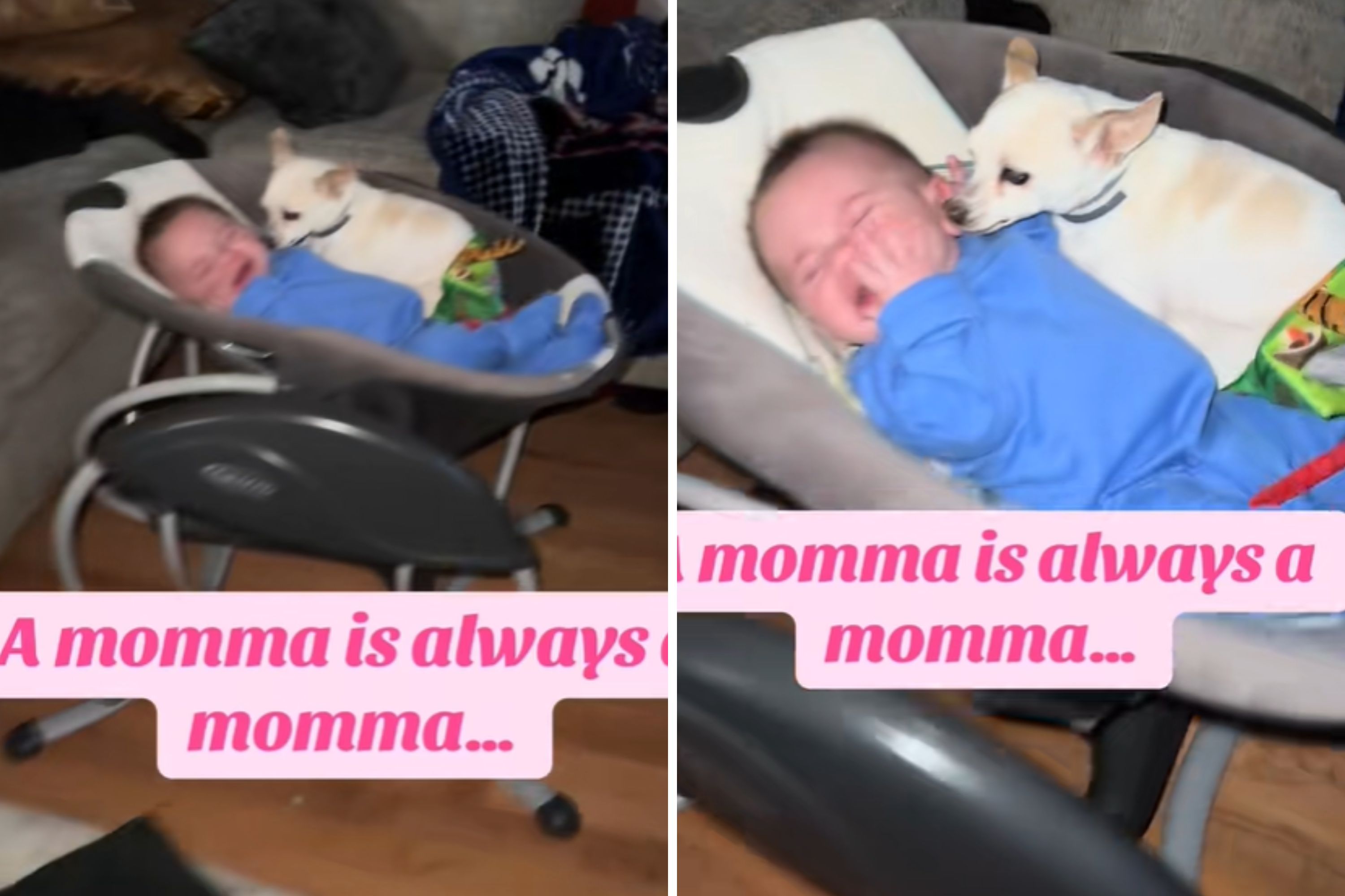 Senior Dog's Reaction to Owner's Crying Baby Melts Hearts: 'Always a Momma'