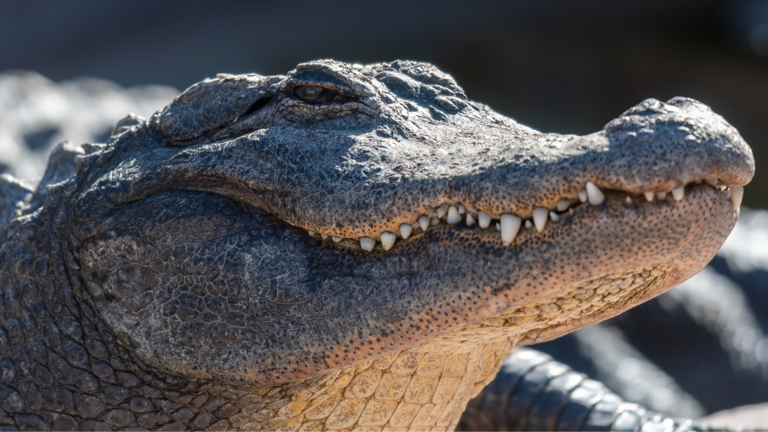 Alligator Steps Up and Rings Doorbell of Florida Home Like a Traveling ...