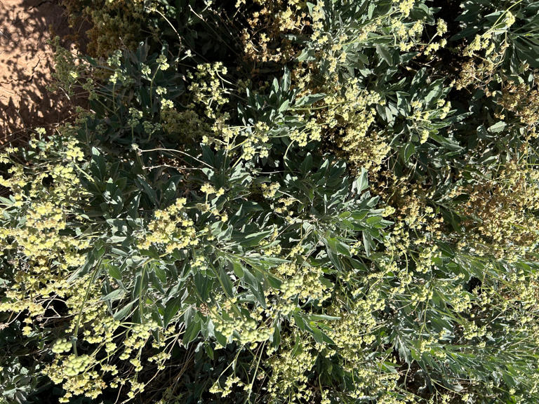 Desert-adapted crops thrive in central Arizona, allowing farmers to ...