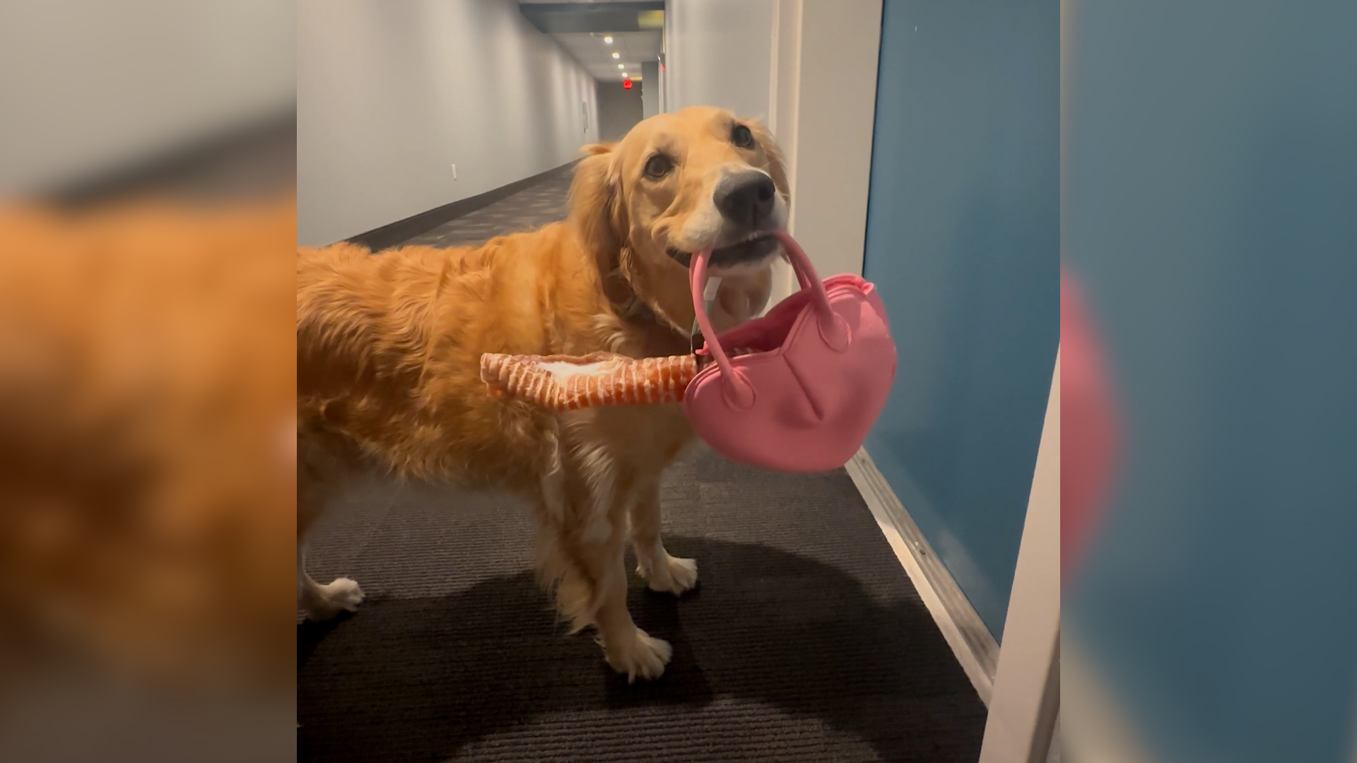 Dog Struts Home From Pet Store With Bone in Her Pink Purse
