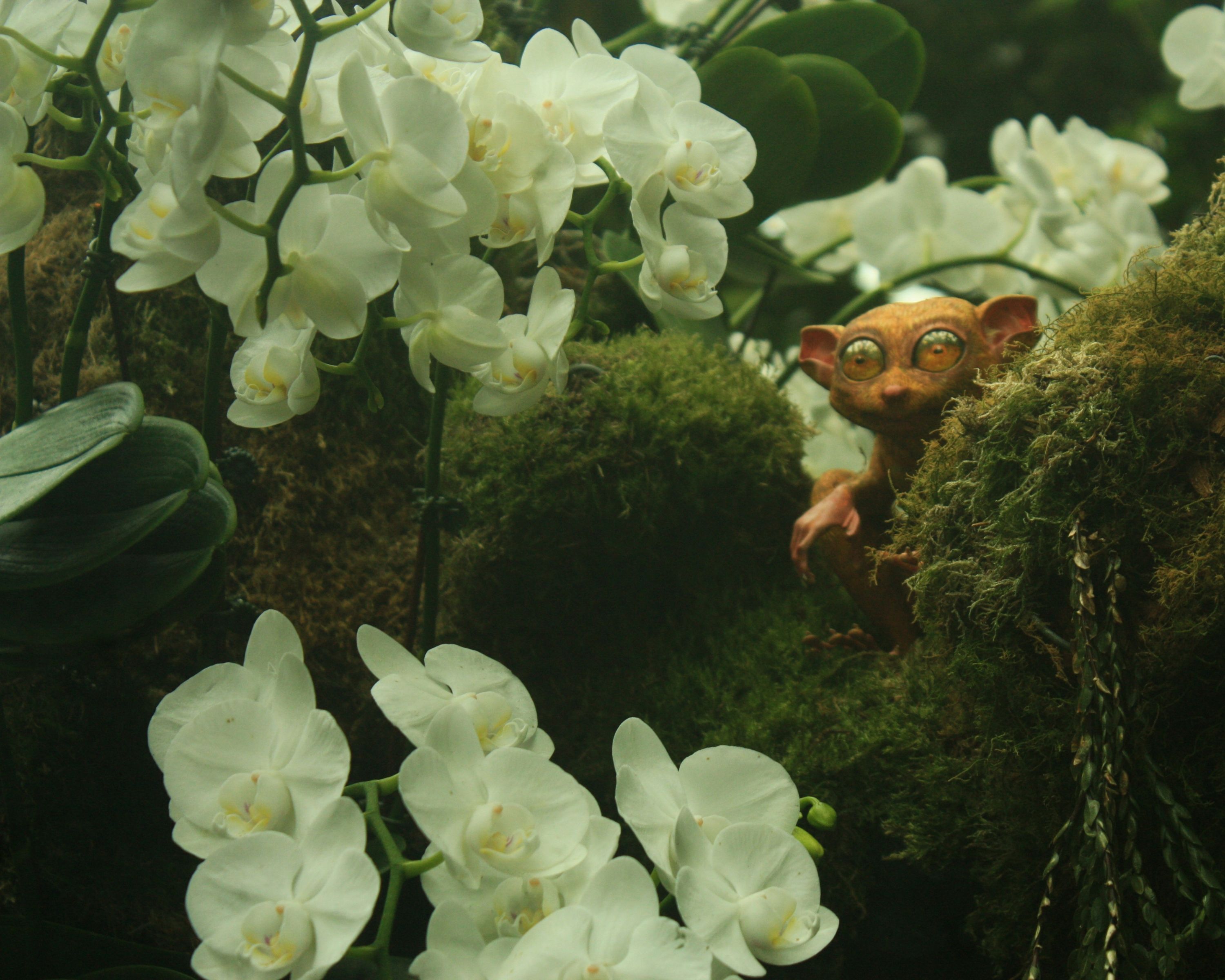 La leyenda de los chaneques: guardianes invisibles de la naturaleza