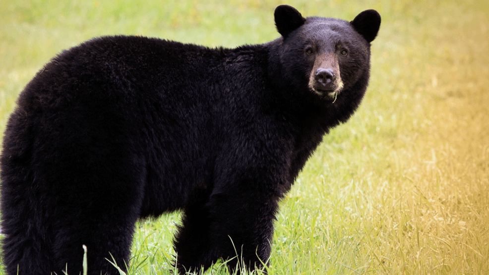 Iowa DNR advises caution as black bears emerge from hibernation this spring