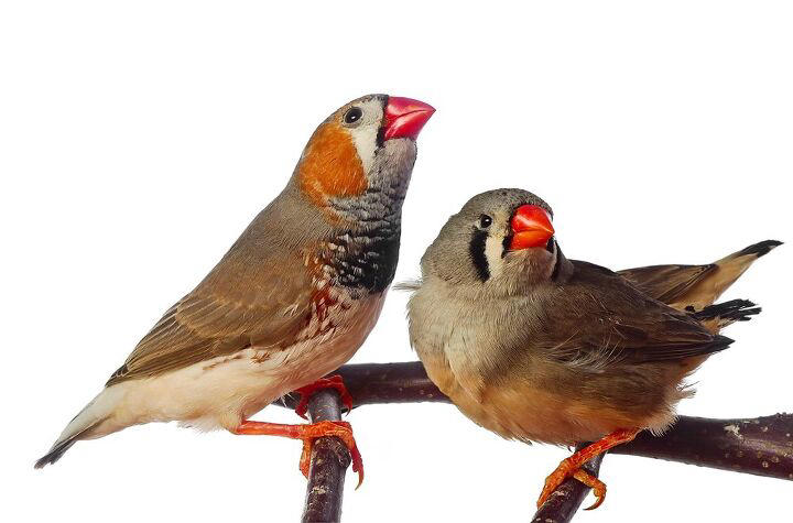 What Are the Best Beginner Birds for Pet Owners?