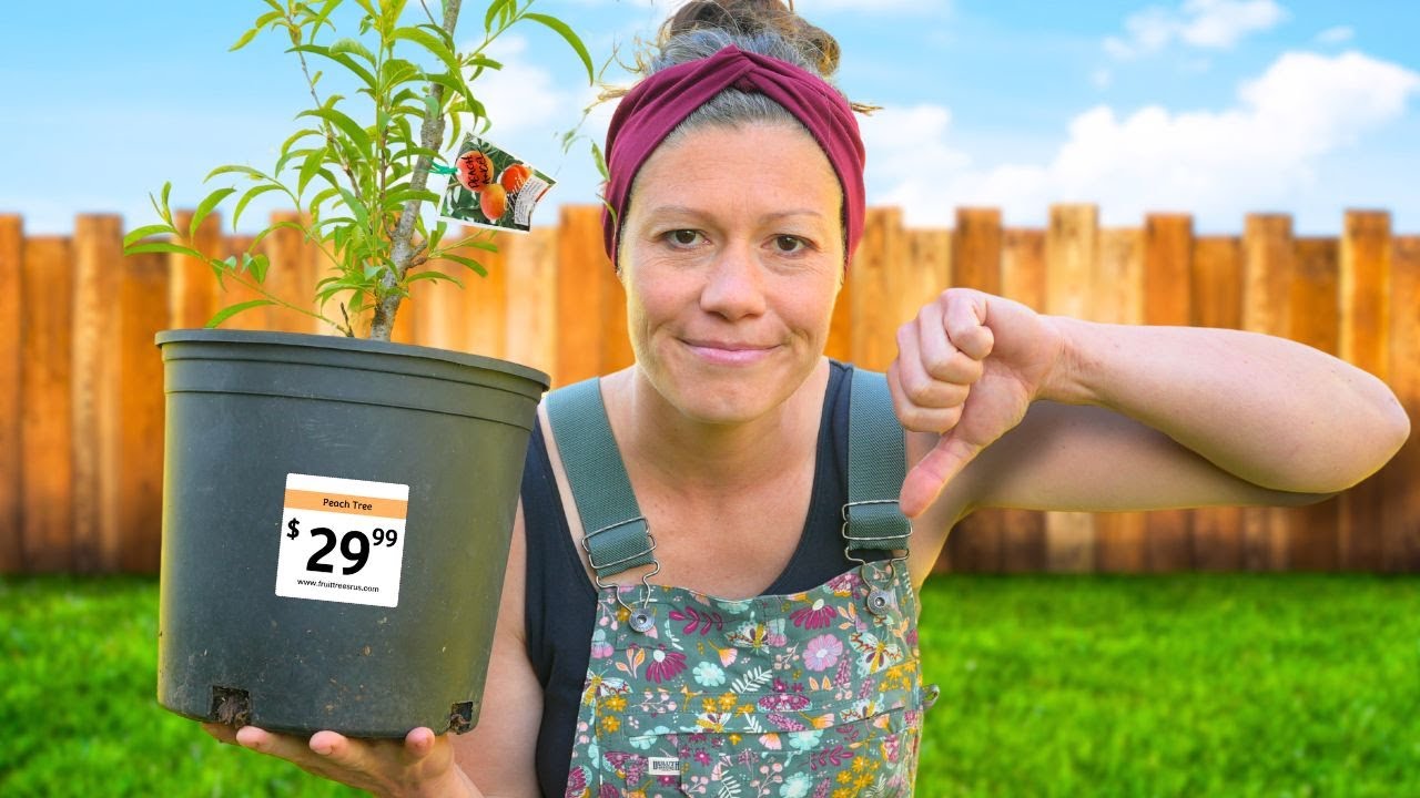 Potted Fruit Trees Are a Ripoff.