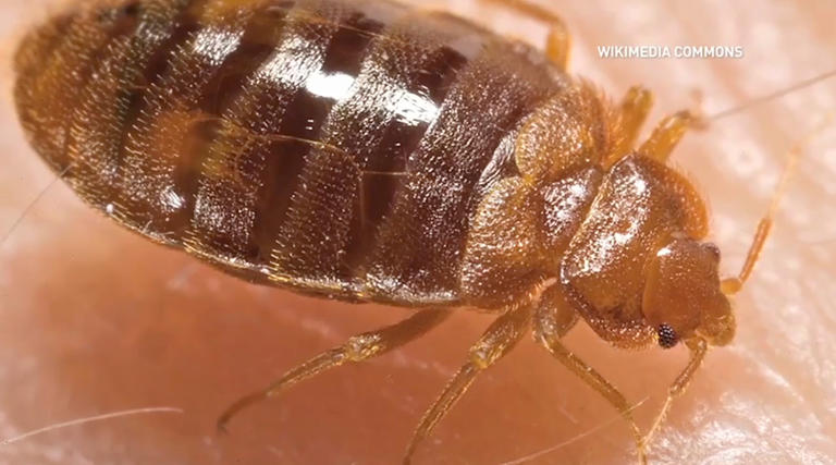 Study finds bed bugs may be genetically re-wiring to resist insecticides