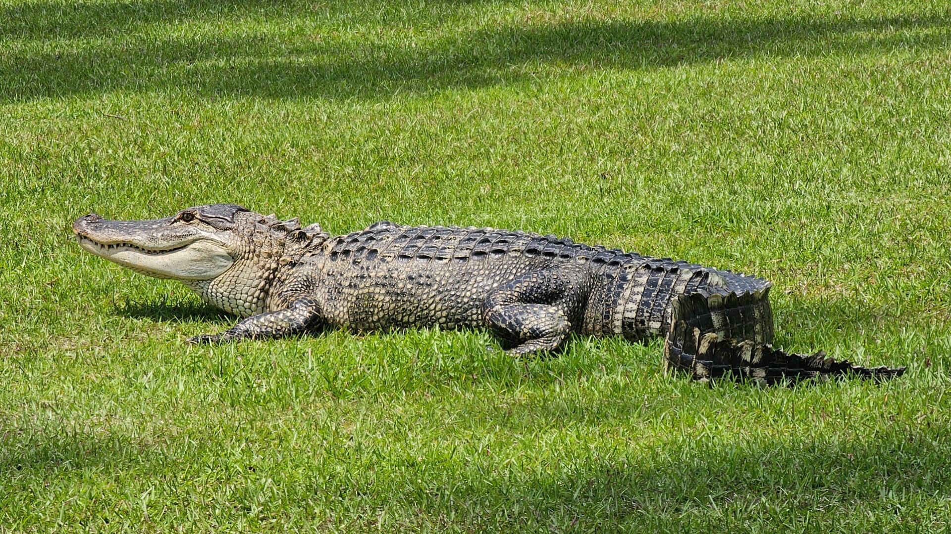 Officers wrangle alligator found at Bainbridge residence