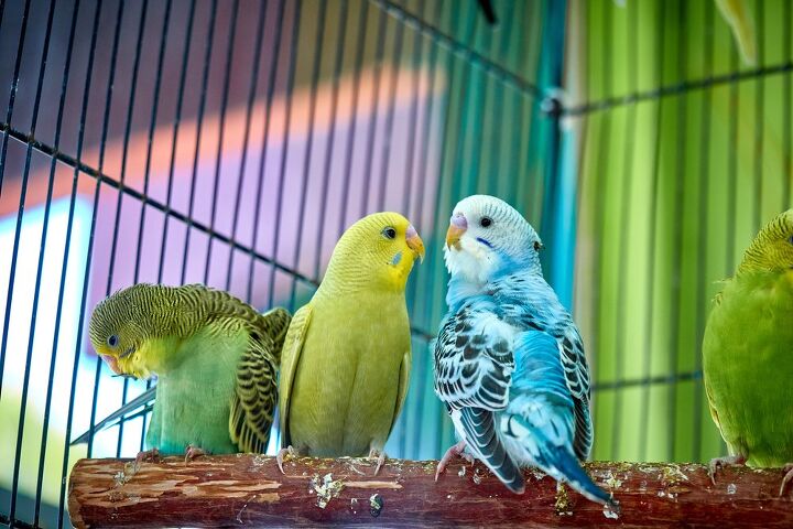 What Are the Best Beginner Birds for Pet Owners?