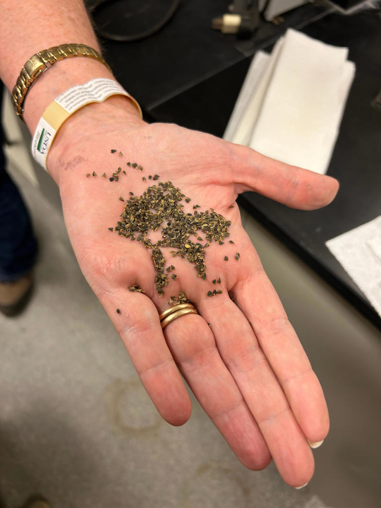 Desert-adapted crops thrive in central Arizona, allowing farmers to ...