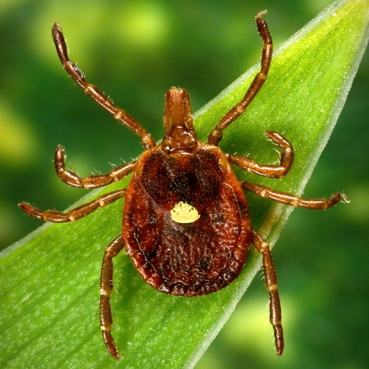 Ticks of Illinois: a guide on different species, how to avoid them and ...