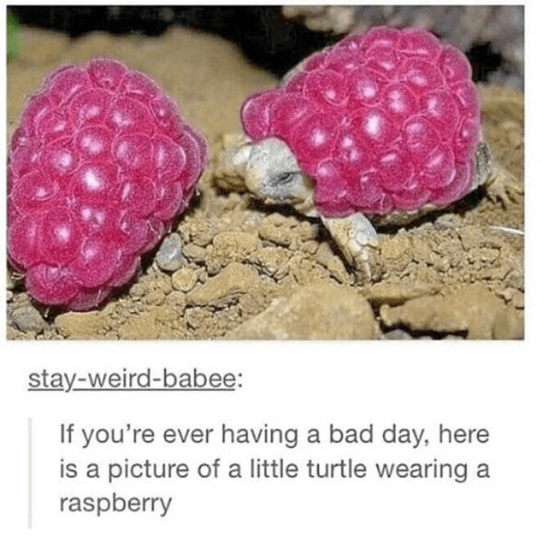 45 Wholesome Memes For A Midday Mood Boost (April 29, 2025)