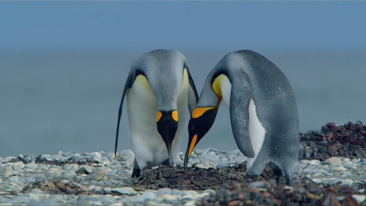 Un documental que abraza la conexión con la naturaleza en el fin del ...