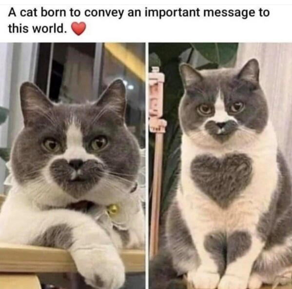 45 Wholesome Memes For A Midday Mood Boost (April 29, 2025)