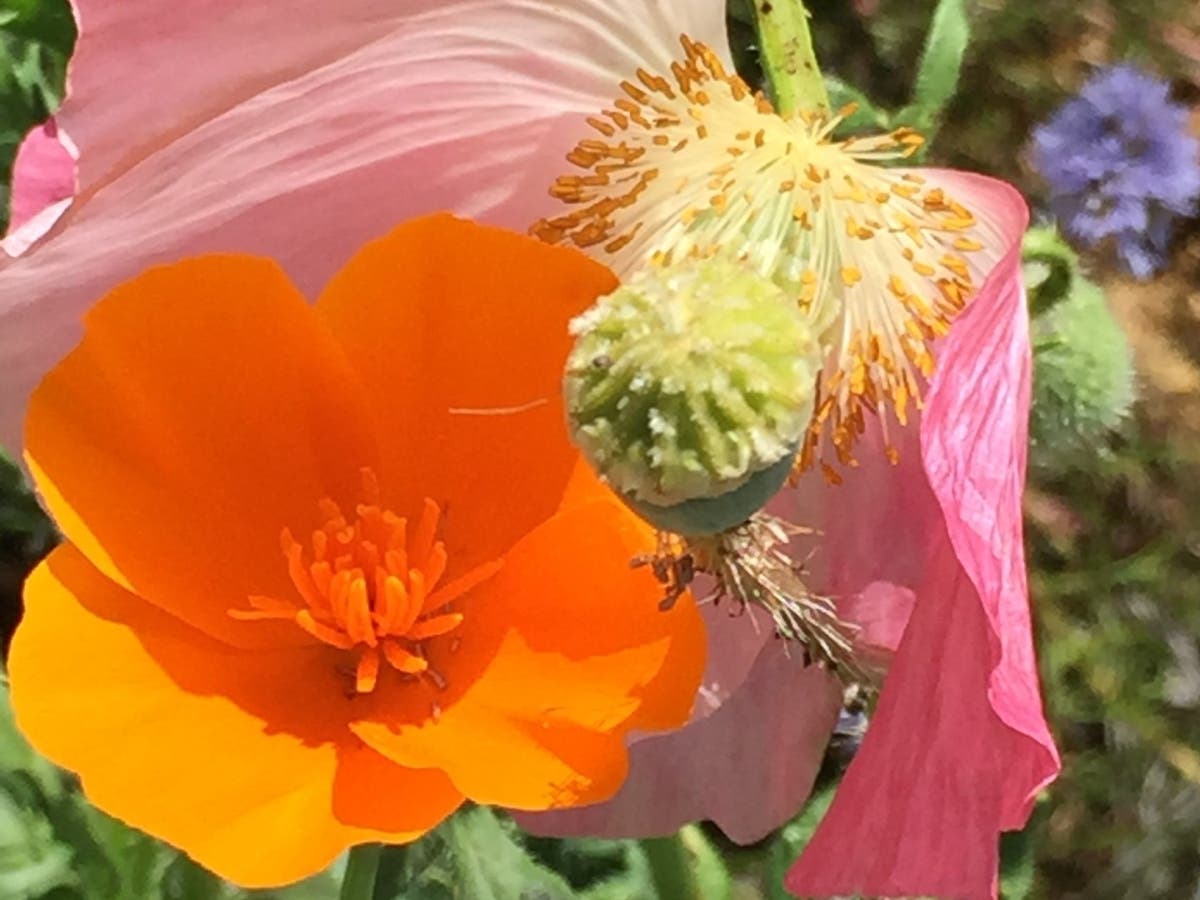 Hybrid Poppy Envelops California's State Flower: Photo