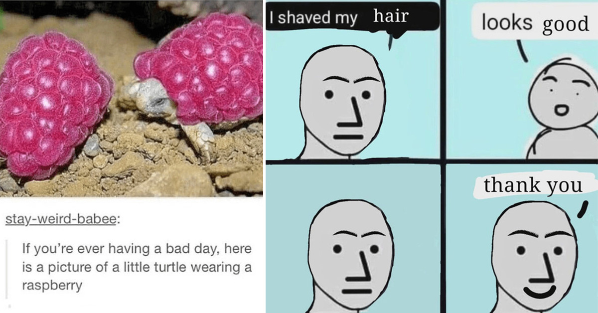 45 Wholesome Memes For A Midday Mood Boost (April 29, 2025)