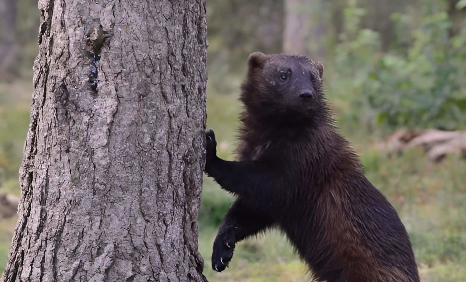 This Rare Predator Is Returning to Finland’s Forests