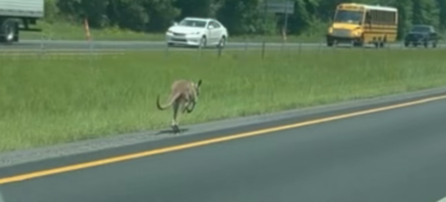 WATCH: Kangaroo hopping down Alabama interstate, causes crash