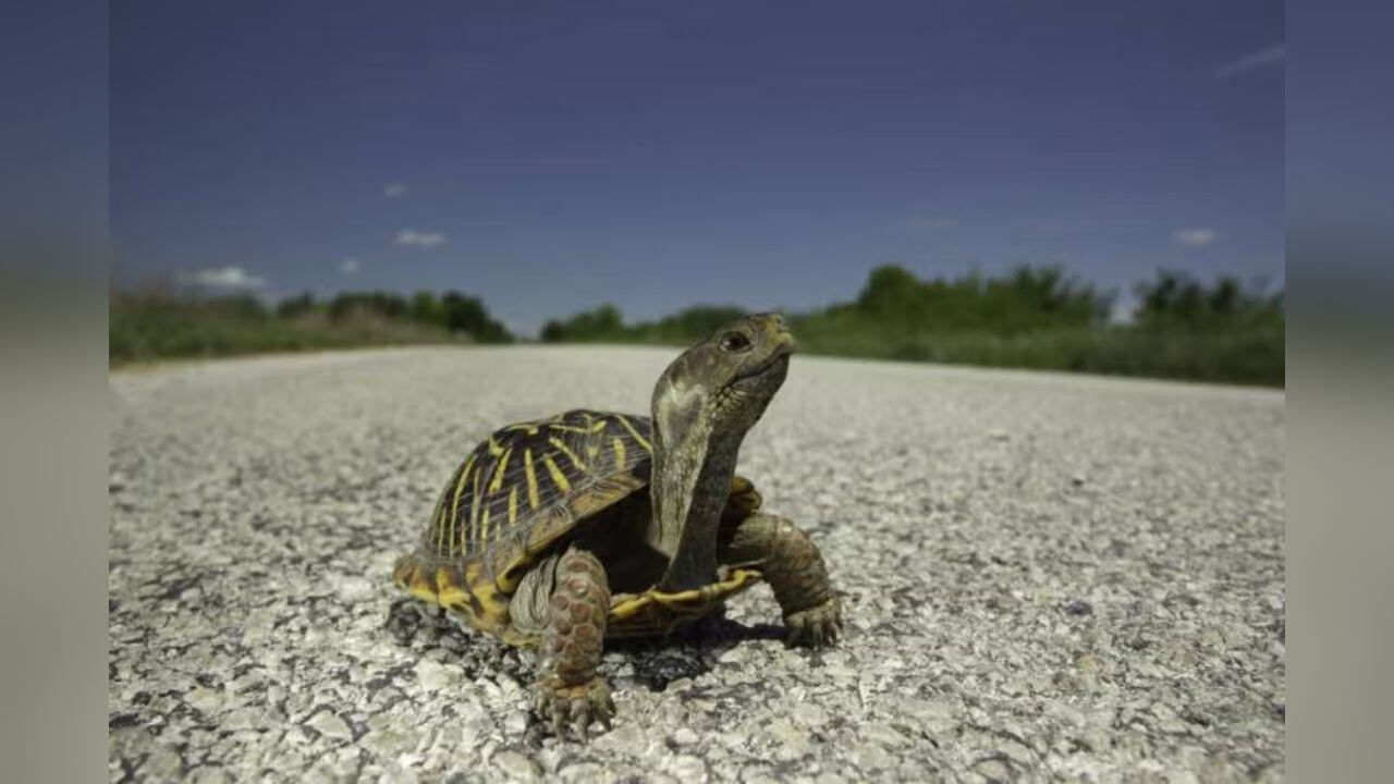 Mo. Dept. of Conservation urges drivers to watch out for turtles