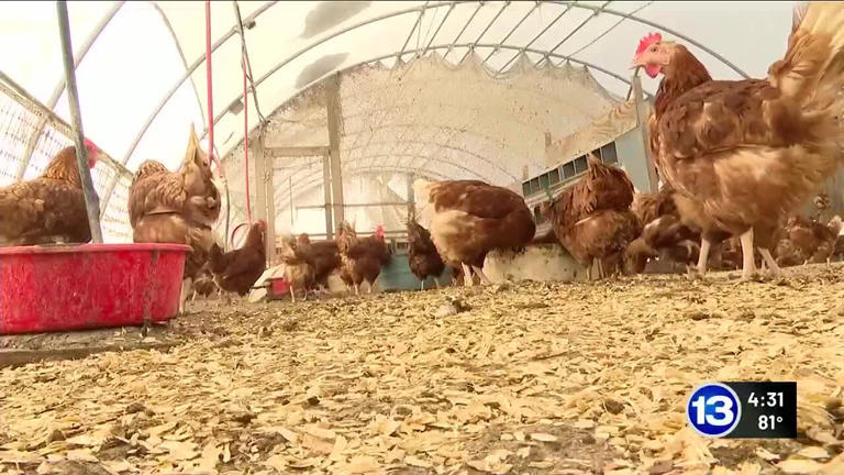 13 Action News Big Story: Bird Flu