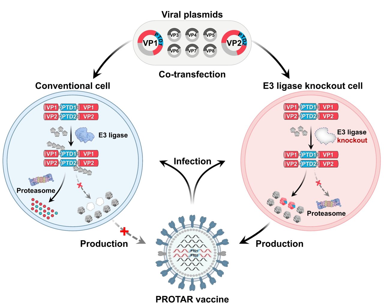 Next-gen flu vaccines use proteolysis-targeting to boost safety and ...