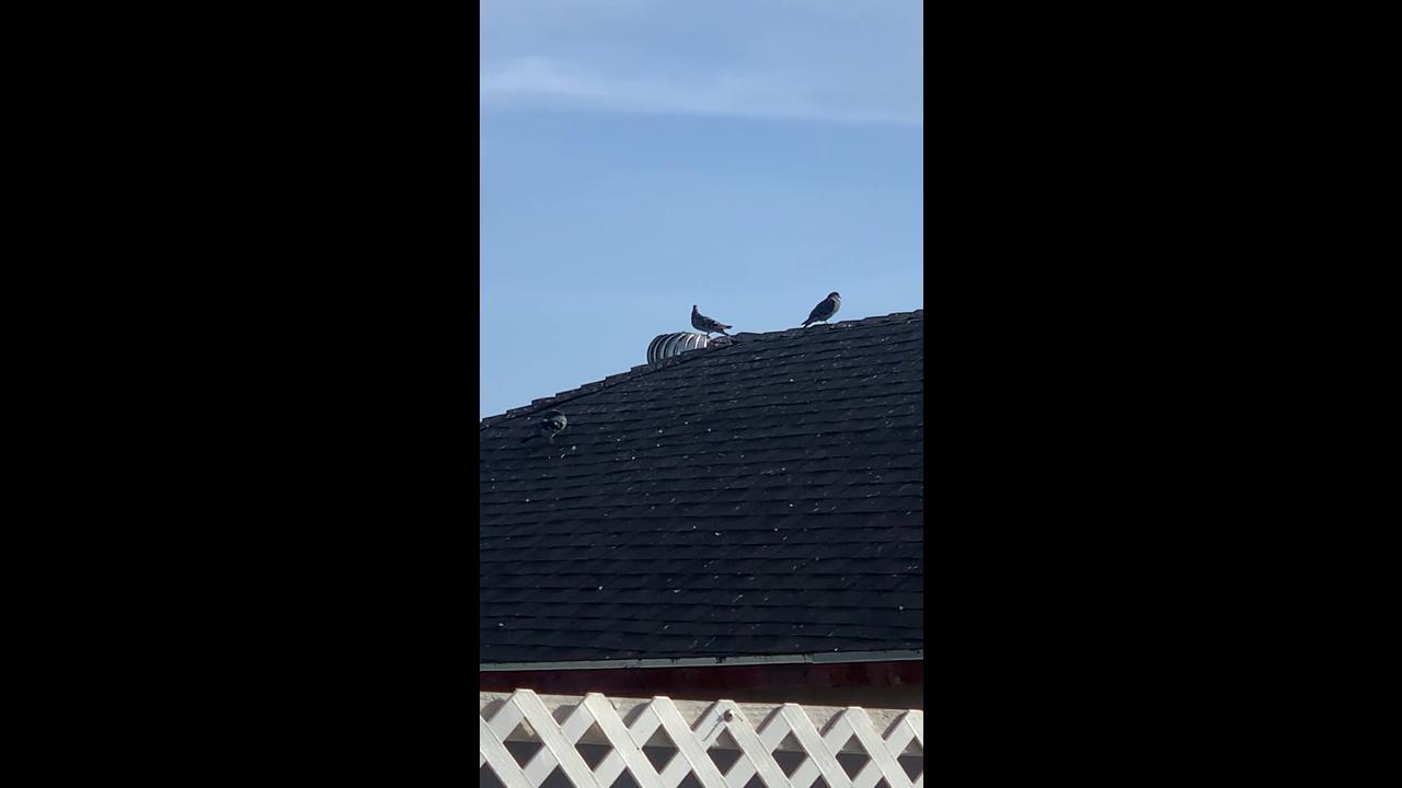 Pigeon Spins Around on Turbine Vent