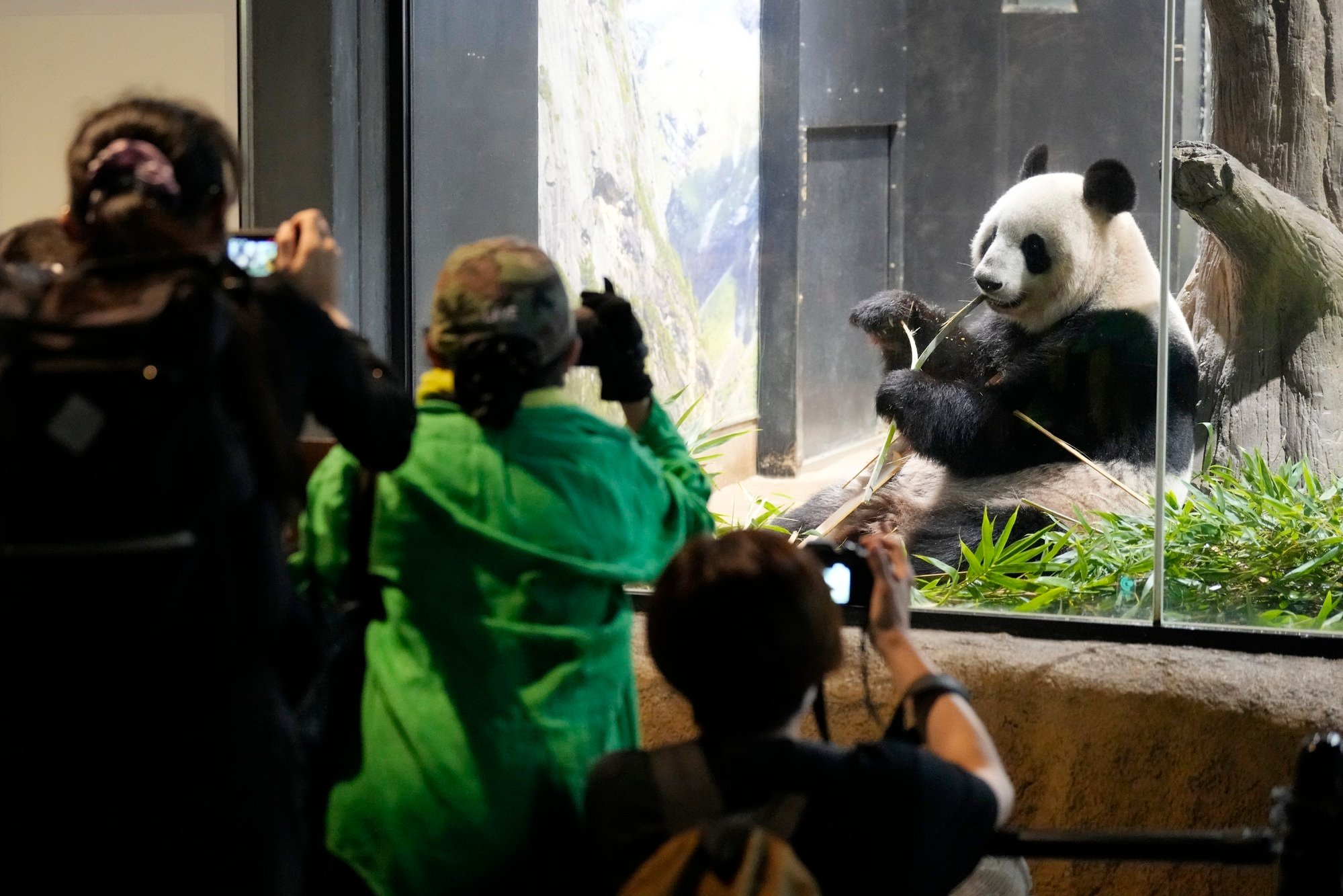 Sorrow in Japan as 4 pandas prepare for China return amid ‘panda politics’ accusations