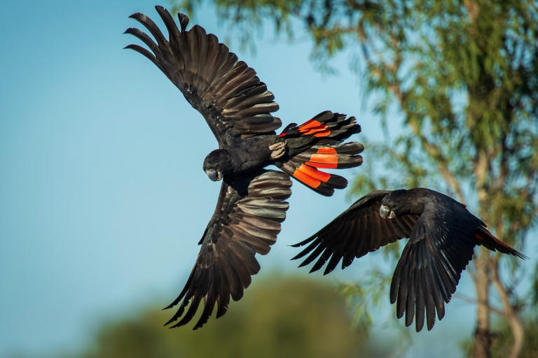 Rare Black Cockatoo Showing Off Gorgeous Red Tail Feathers Is So Proud ...