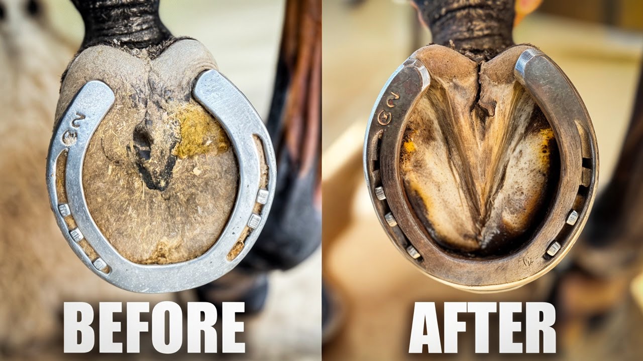 Hoof Transformation in 4K | From Neglected to Perfect