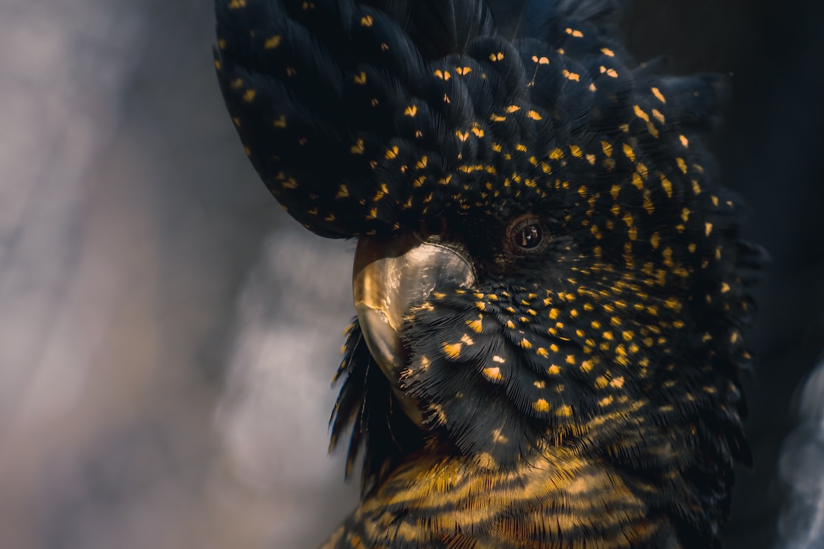Rare Black Cockatoo Showing Off Gorgeous Red Tail Feathers Is So Proud ...