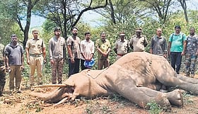 Elephant dies of infection in Coimbatore; forest vet rules out injuries
