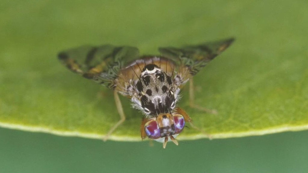 California working to eliminate invasive fruit fly in Alameda County