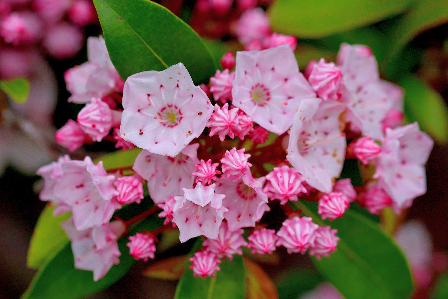 Learn more about Pennsylvania's state flower