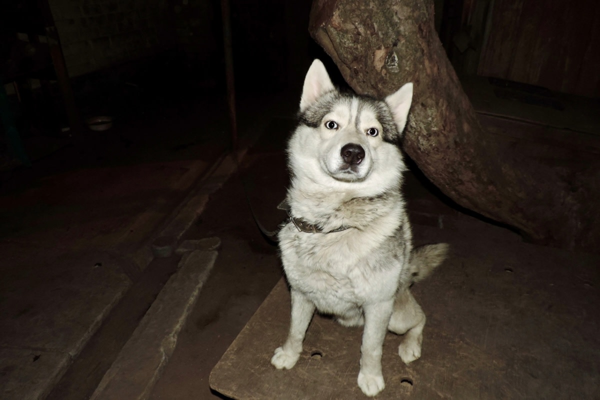 Husky Stages Epic 2AM Standoff Until Mom Pulls off the Perfect Trick