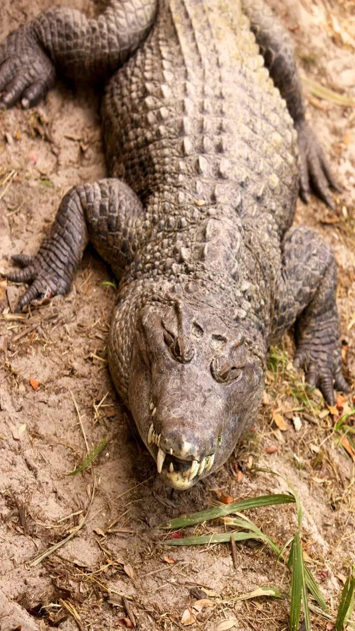 8 best spots in the world to see crocodiles in the wild