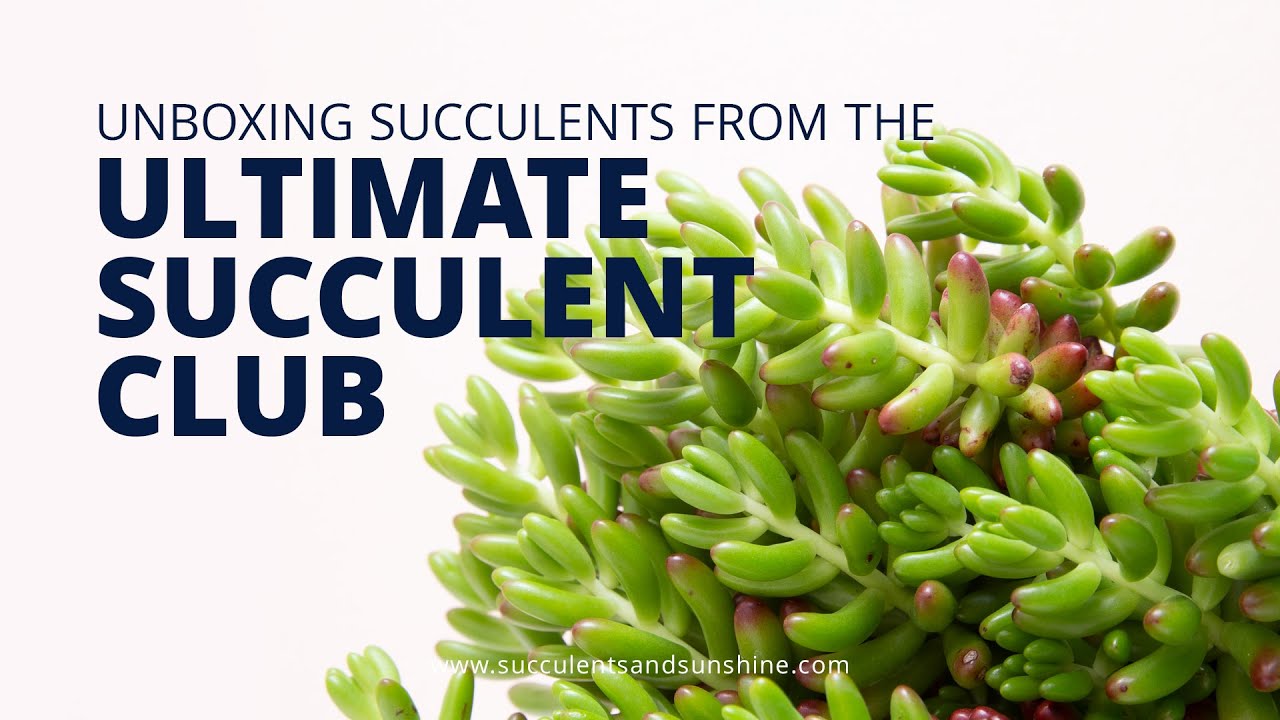 Ultimate Succulent Club Unboxing from Mountain Crest Gardens