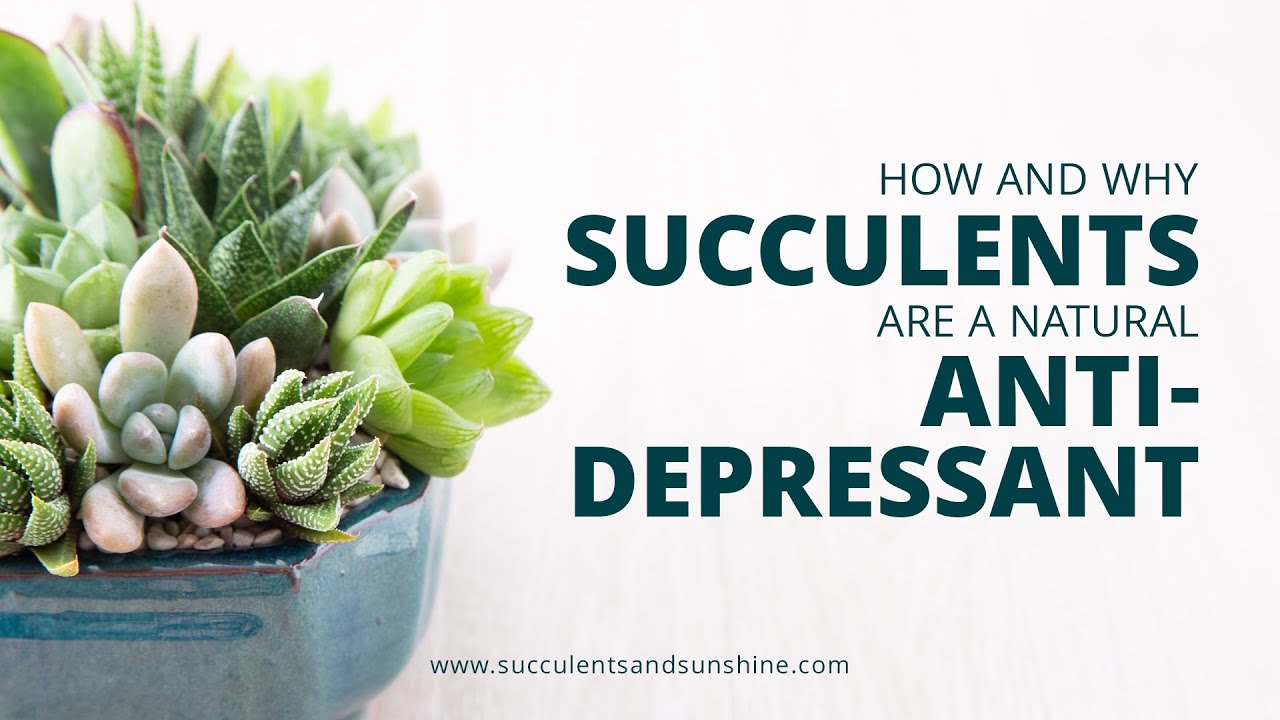Find Out How Succulents Can Bring Joy Into Your Life, Help Calm Anxiety ...