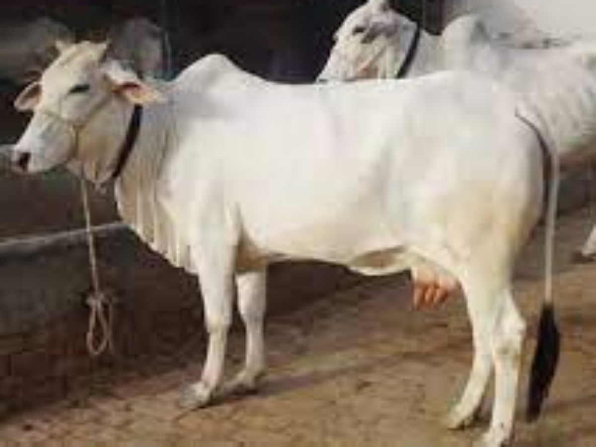 Malvi Breed Cow: MP की शान है मालवी नस्ल की गाय, एक ब्यात में देती है ...