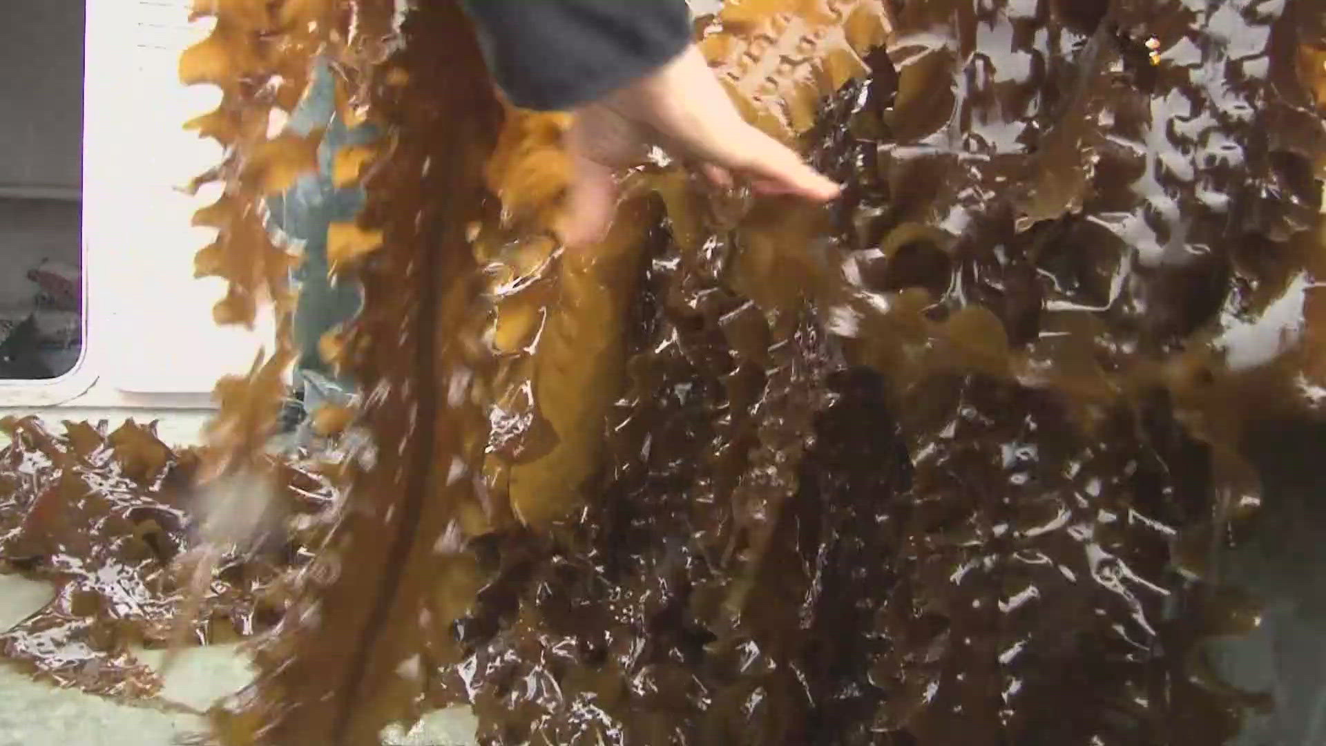 Have you tried seaweed? Study shows more than half of Americans haven't