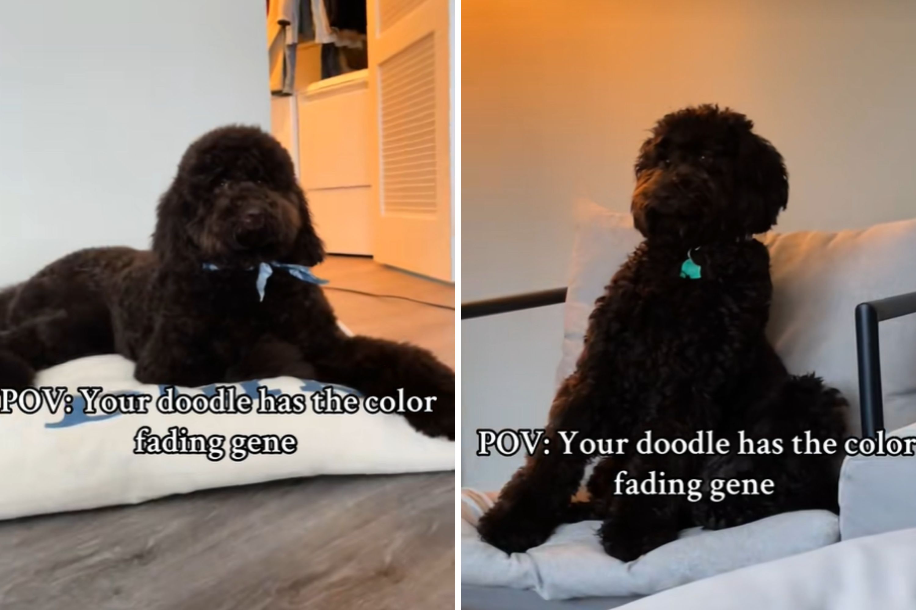 Hearts Melt Over How Goldendoodle With the 'Color Fading Gene' Changes