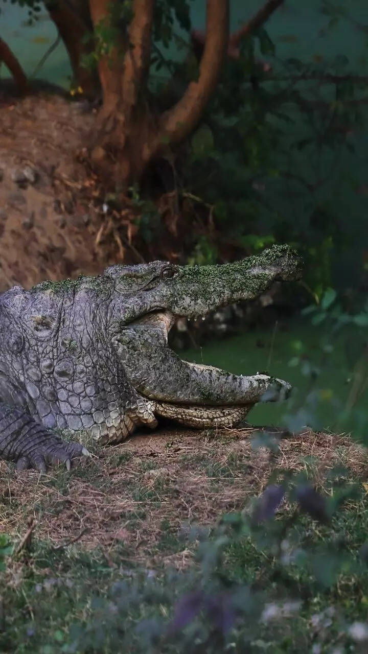8 best spots in the world to see crocodiles in the wild