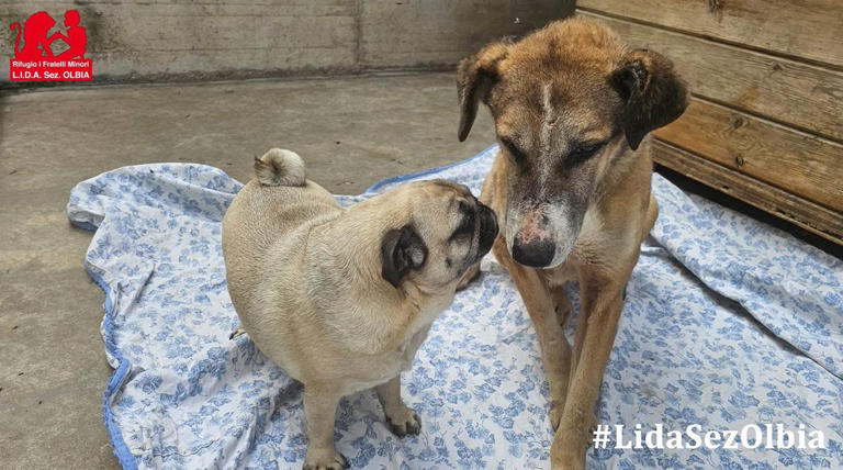 Boksil, due anni sola rimasta intrappolata in un edificio dopo la morte ...